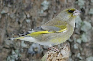BirdLife Suomi | Tavallisia talvilintuja