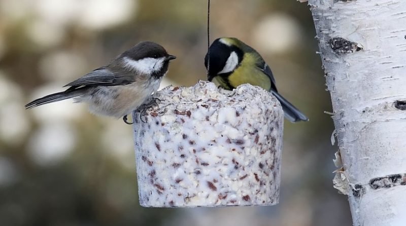 BirdLife Suomi | Ruokintapaikka