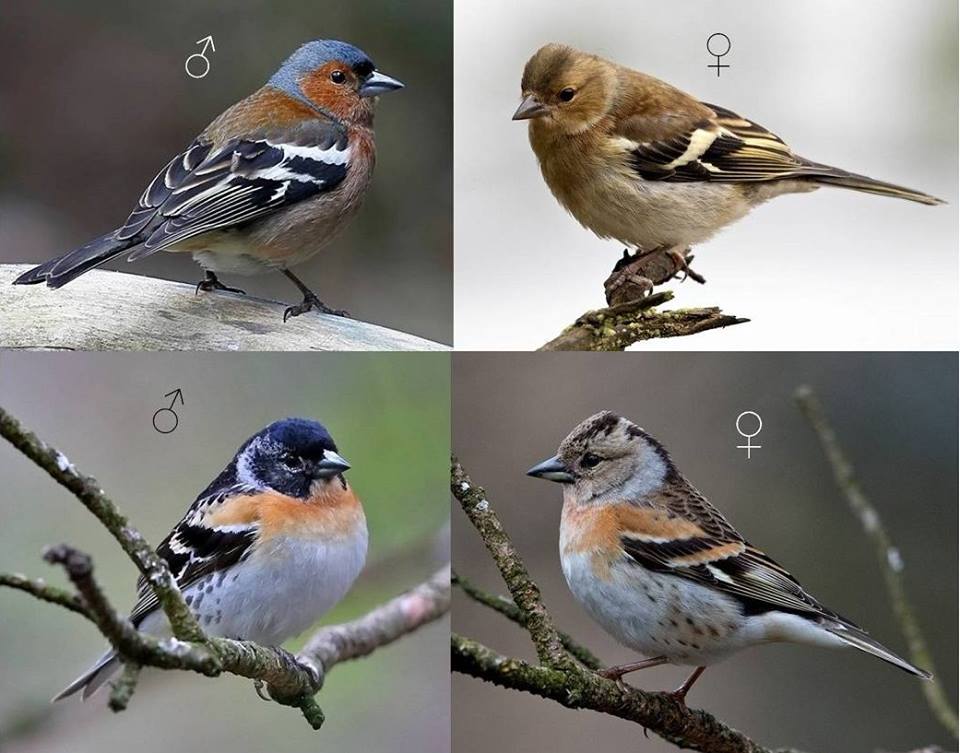 Birdlife Suomi | Opi tuntemaan