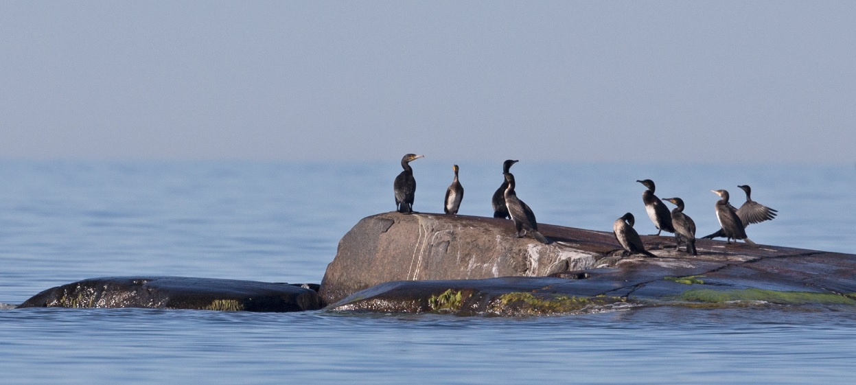BirdLife Suomi | Merimetso - faktaa ja fiktiota