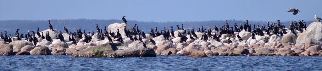 BirdLife Suomi | Merimetso - faktaa ja fiktiota