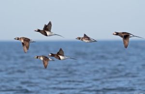 BirdLife Suomi | Main bird migration routes in Finland