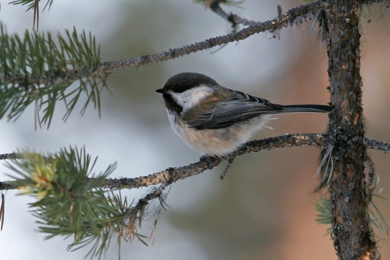 BirdLife Suomi | Erinomainen tiaissyksy 2018
