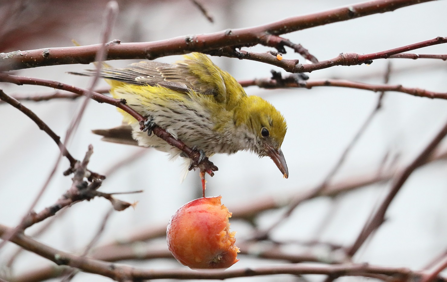 BirdLife Suomi | Lintutilanne 23.11.2018
