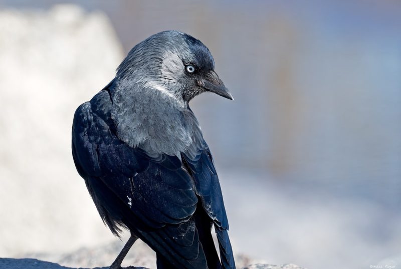 BirdLife Suomi | Naakan rauhoitusajan kuuluu alkaa maaliskuun alusta