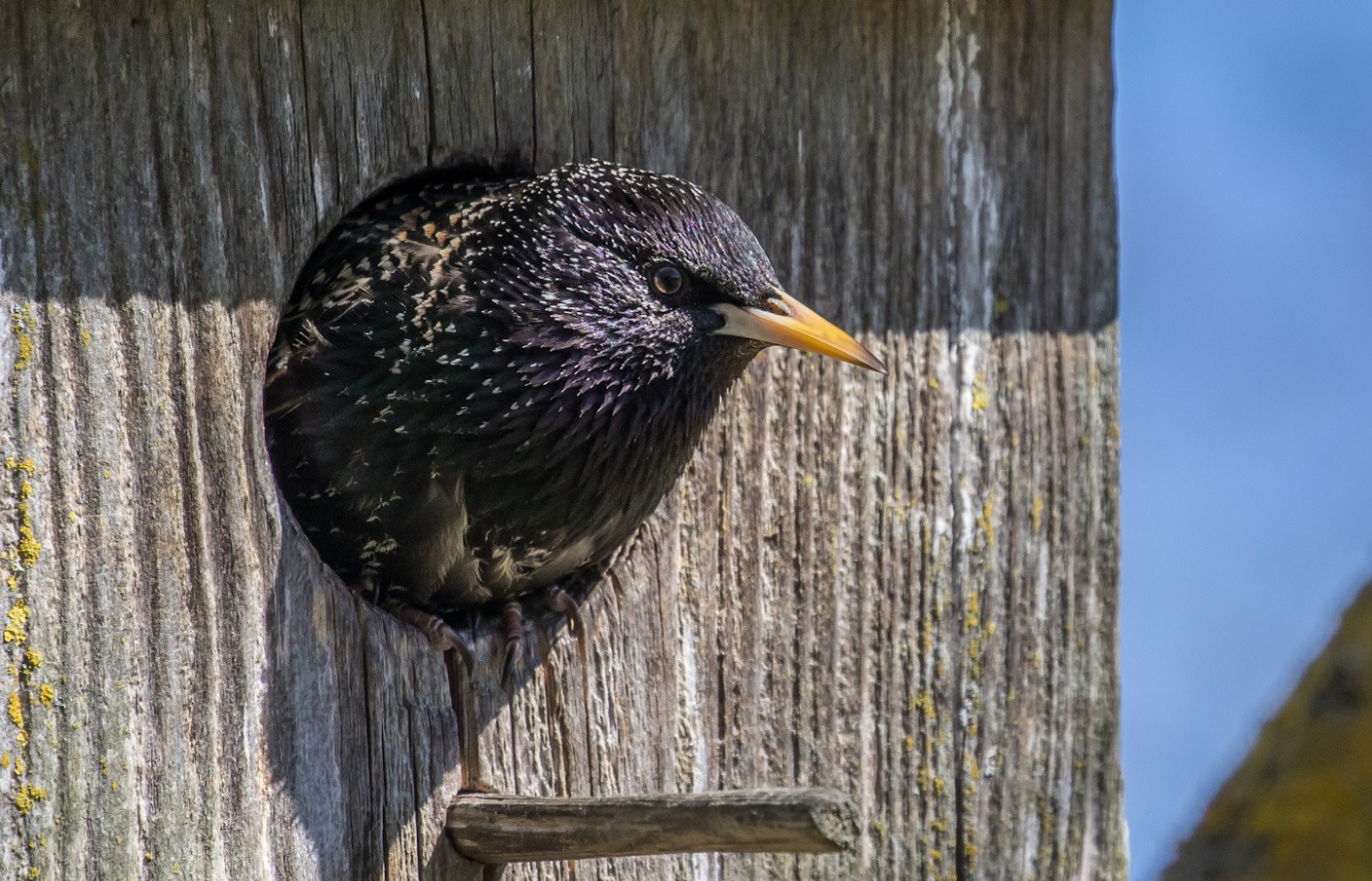 BirdLife Suomi | Pönttöbongauksessa tarkkaillaan pihapiirin pönttölintuja