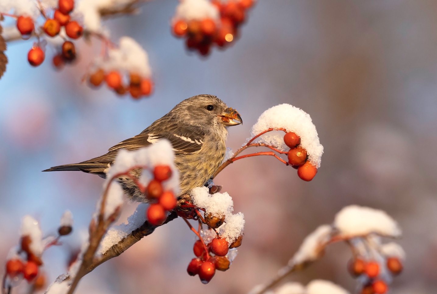 BirdLife Suomi | Lintutilanne 13.12.2019