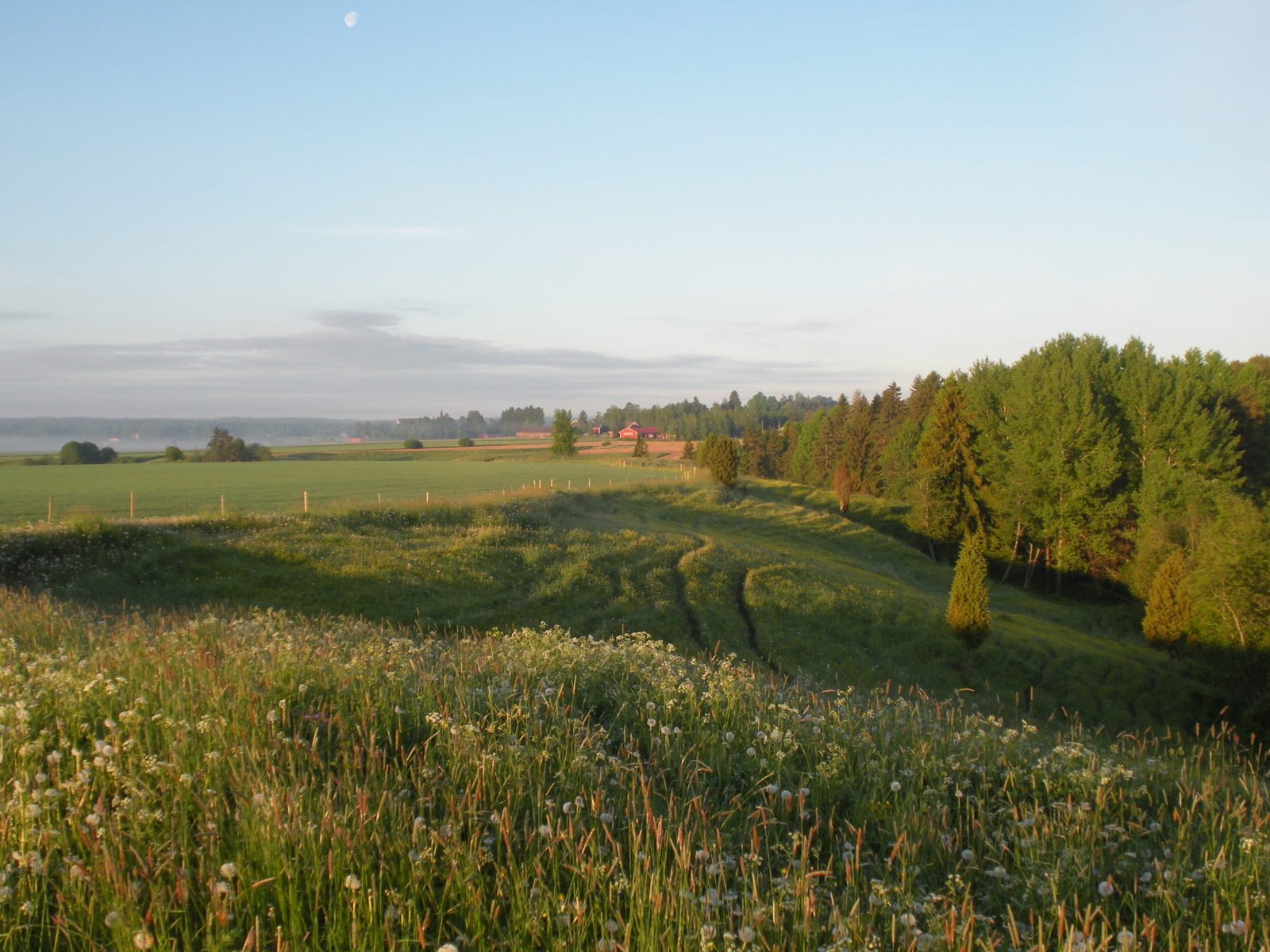 BirdLife Suomi | Peltosirkku – vuoden lintu 2020