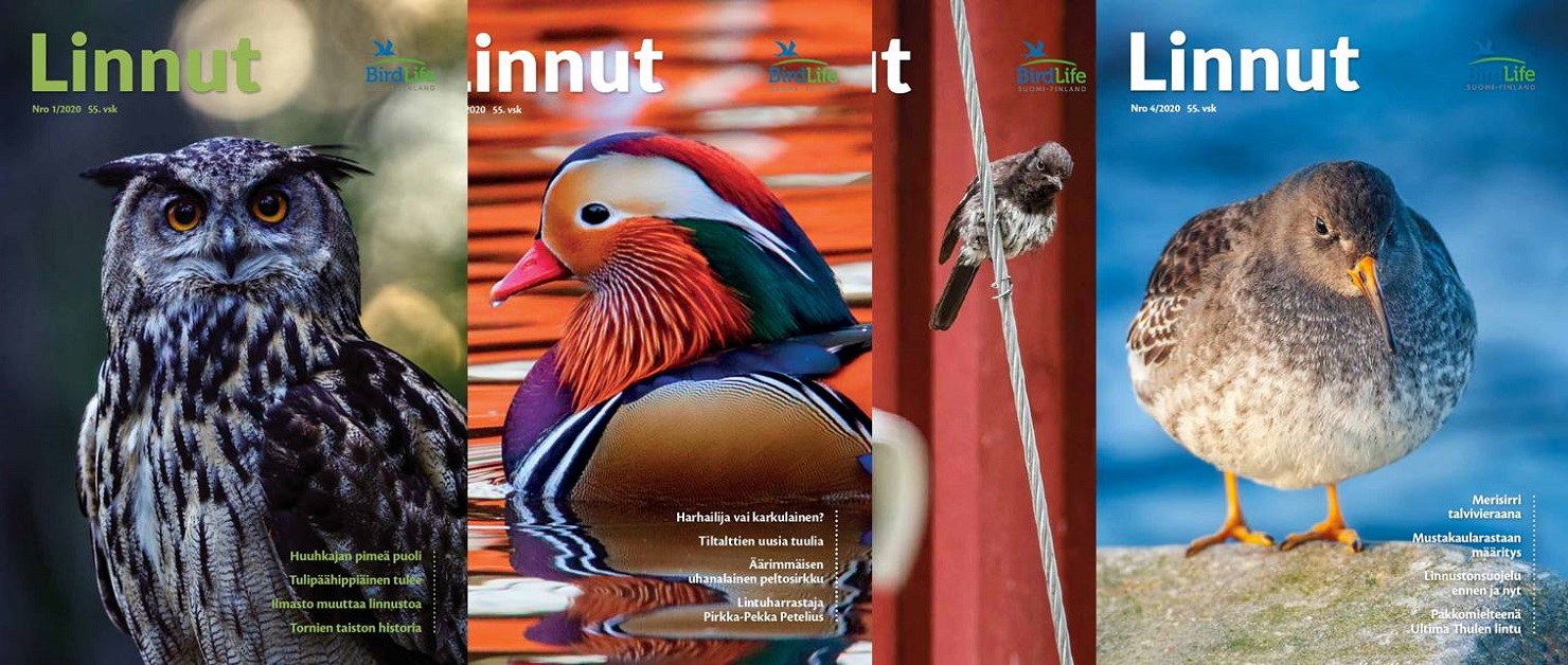 BirdLife Suomi | Linnut-lehti