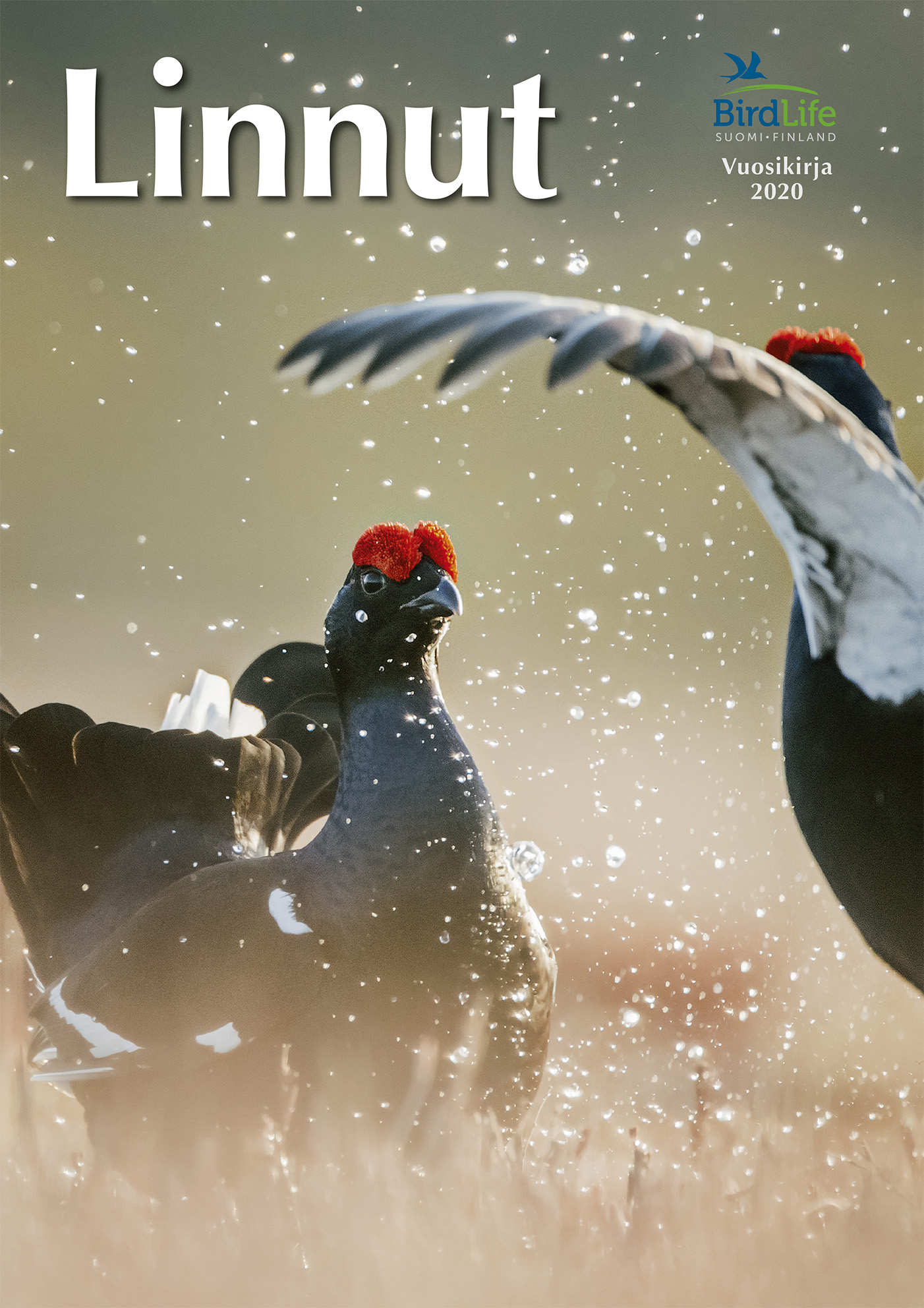 BirdLife Suomi | Linnut-vuosikirja 2020