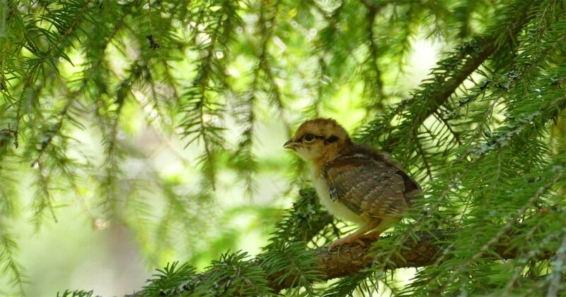 BirdLife Suomi | Lintujen pesimärauha