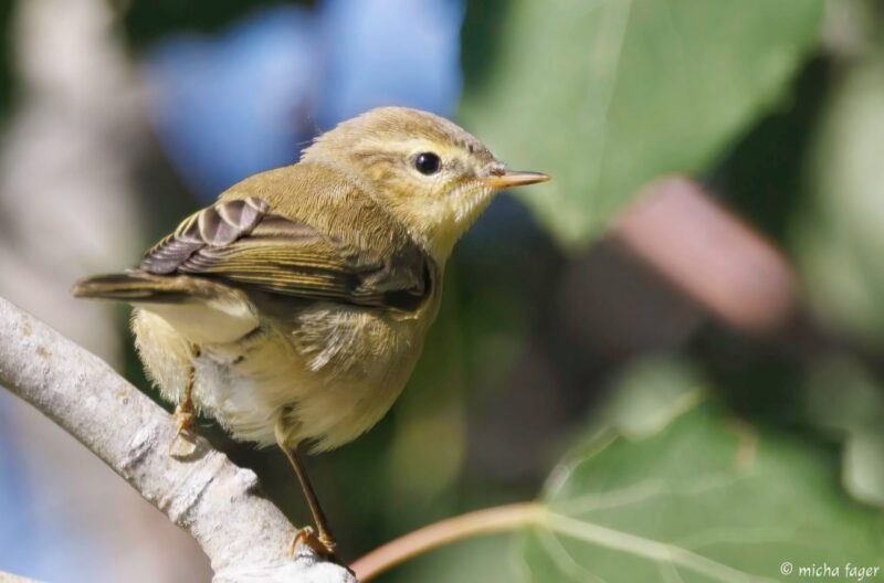 BirdLife Suomi | Lintutilanne 9.9.2022