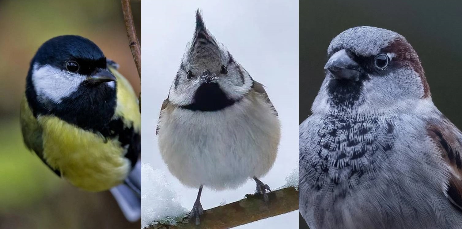 BirdLife Suomi | Tavallisia talvilintuja
