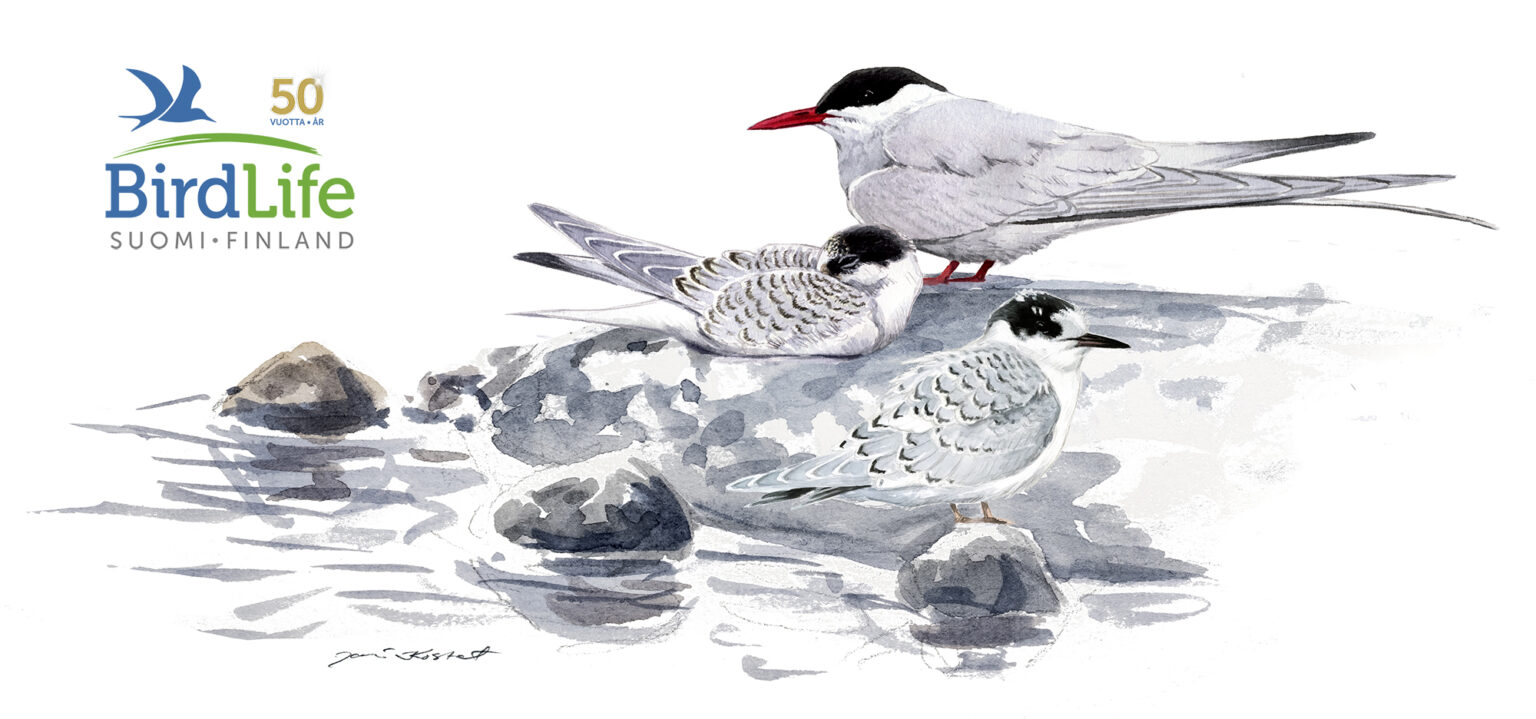 BirdLife Suomi | BirdLife Suomi 50 vuotta