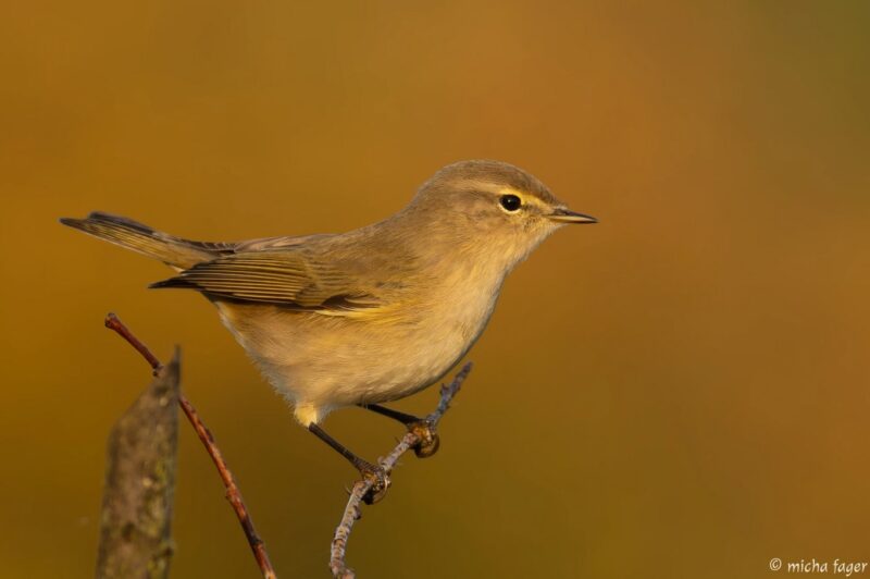 BirdLife Suomi | Tiltaltti, hihkutiltaltti vai hii-tiltaltti?